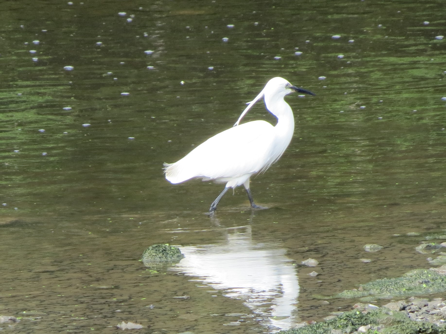 Queen Elizabeth Olympic Park, Three Mills & Bow Back Rivers - London Walks