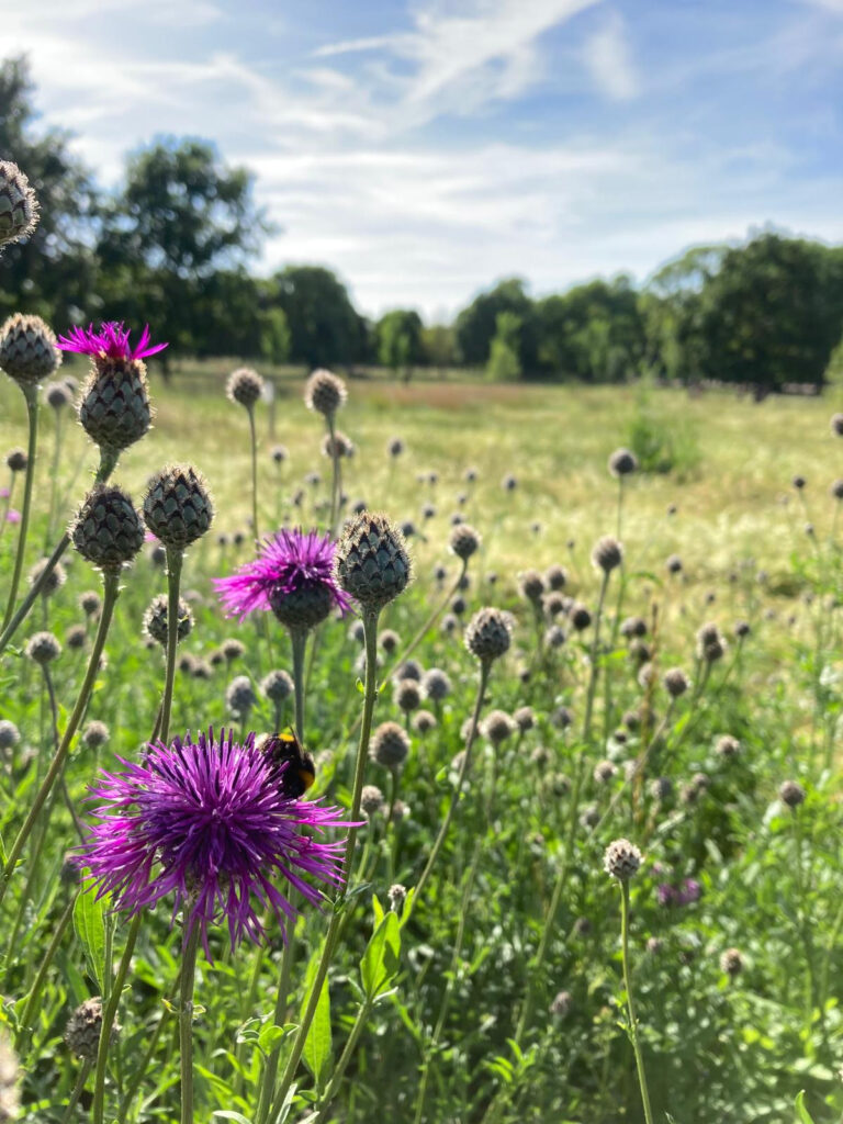 Clapham Common – London's Green Frontier - London Walks